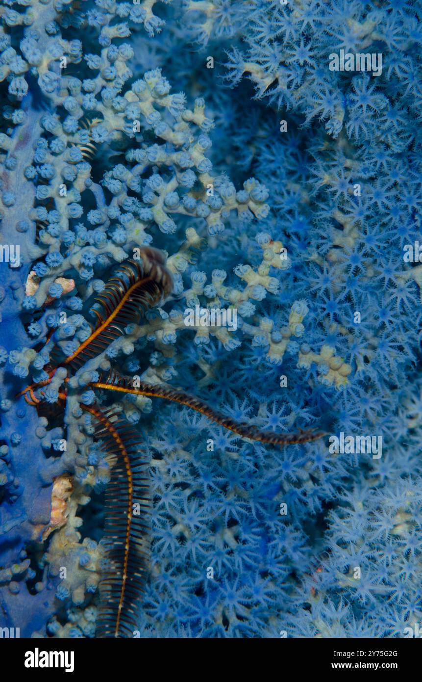 Blueberry Gorgonian, Acalycigorgia sp, with Crinoid, Batu Kapal dive ...