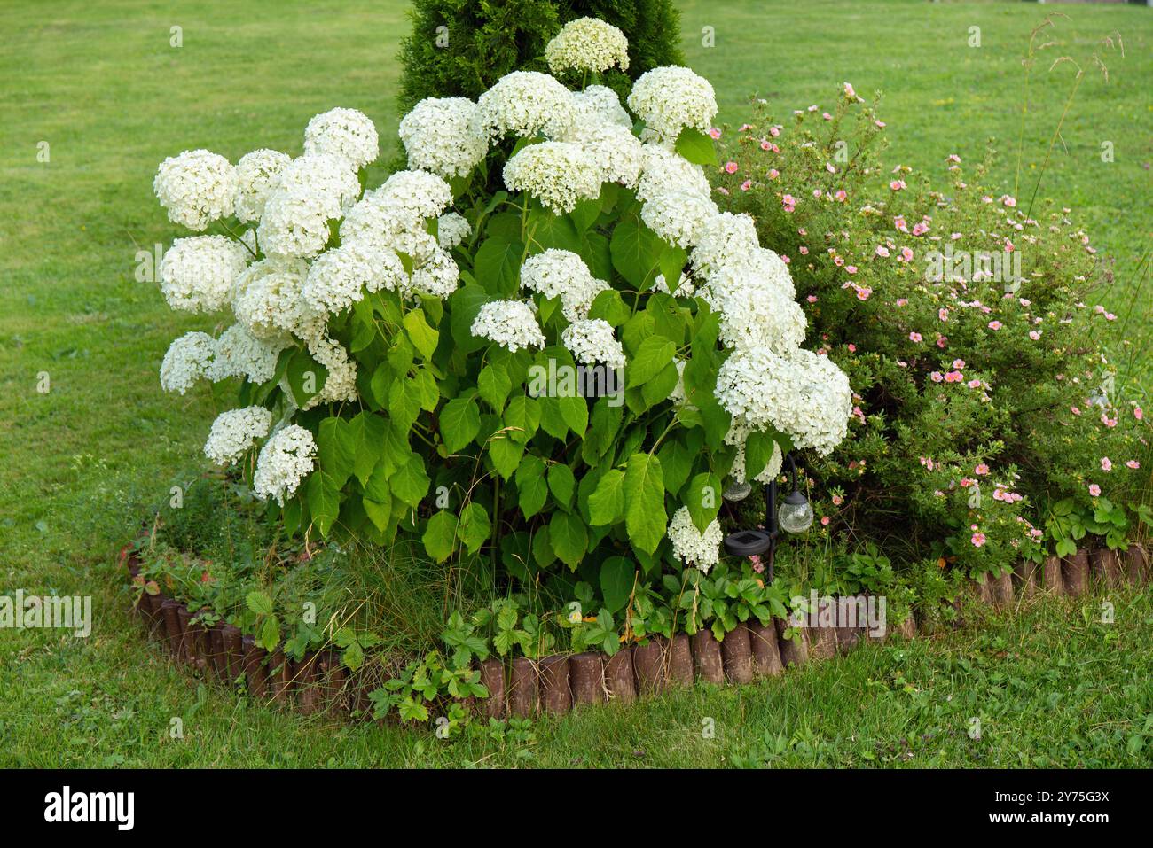 Beautiful lush Hydrangea arborescens commonly known as smooth hydrangea ...
