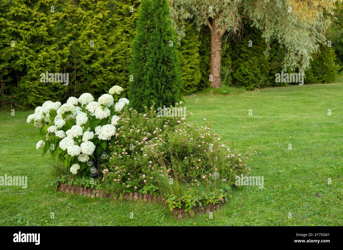 Lush green hydrangea leaves hi-res stock photography and images - Alamy