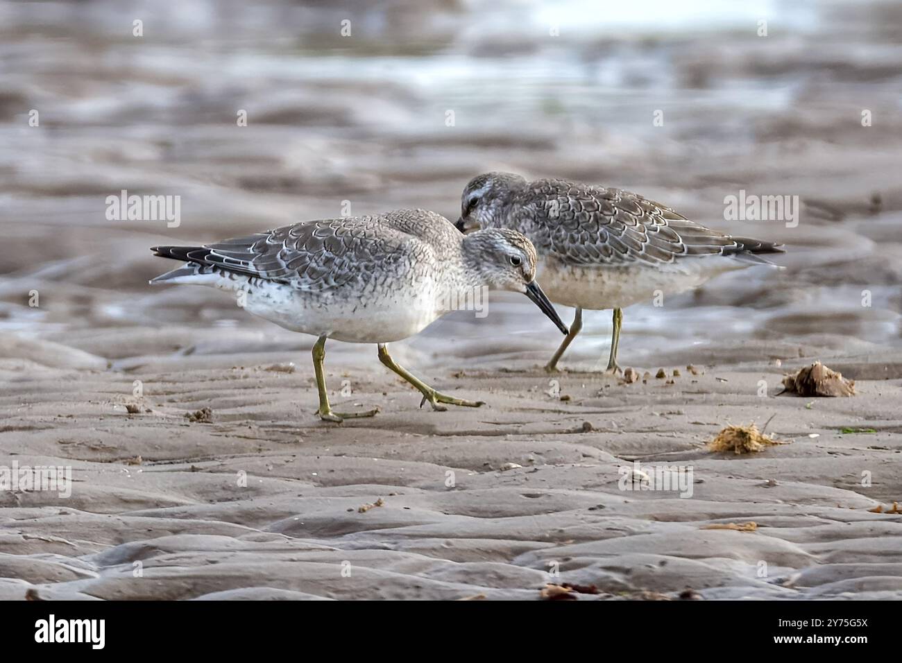 Common Sandpiper, Holme Dunes, Norfolk, UK Stock Photo - Alamy