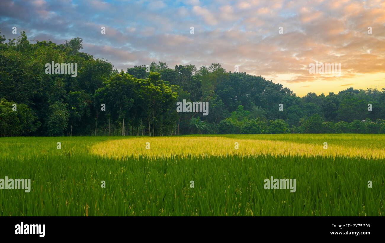 Rice fields of Bangladesh. Better quality narrow rice seeds. An ...
