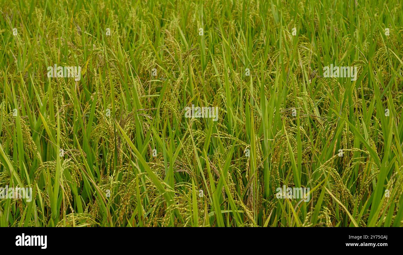 Rice fields of Bangladesh. Better quality narrow rice seeds. An ...