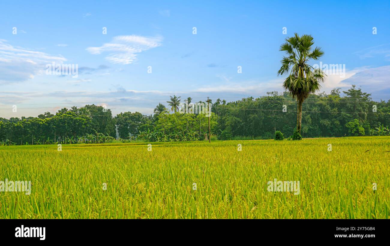 Behind the blue sky, green paddy fields, and tall palm trees in the ...