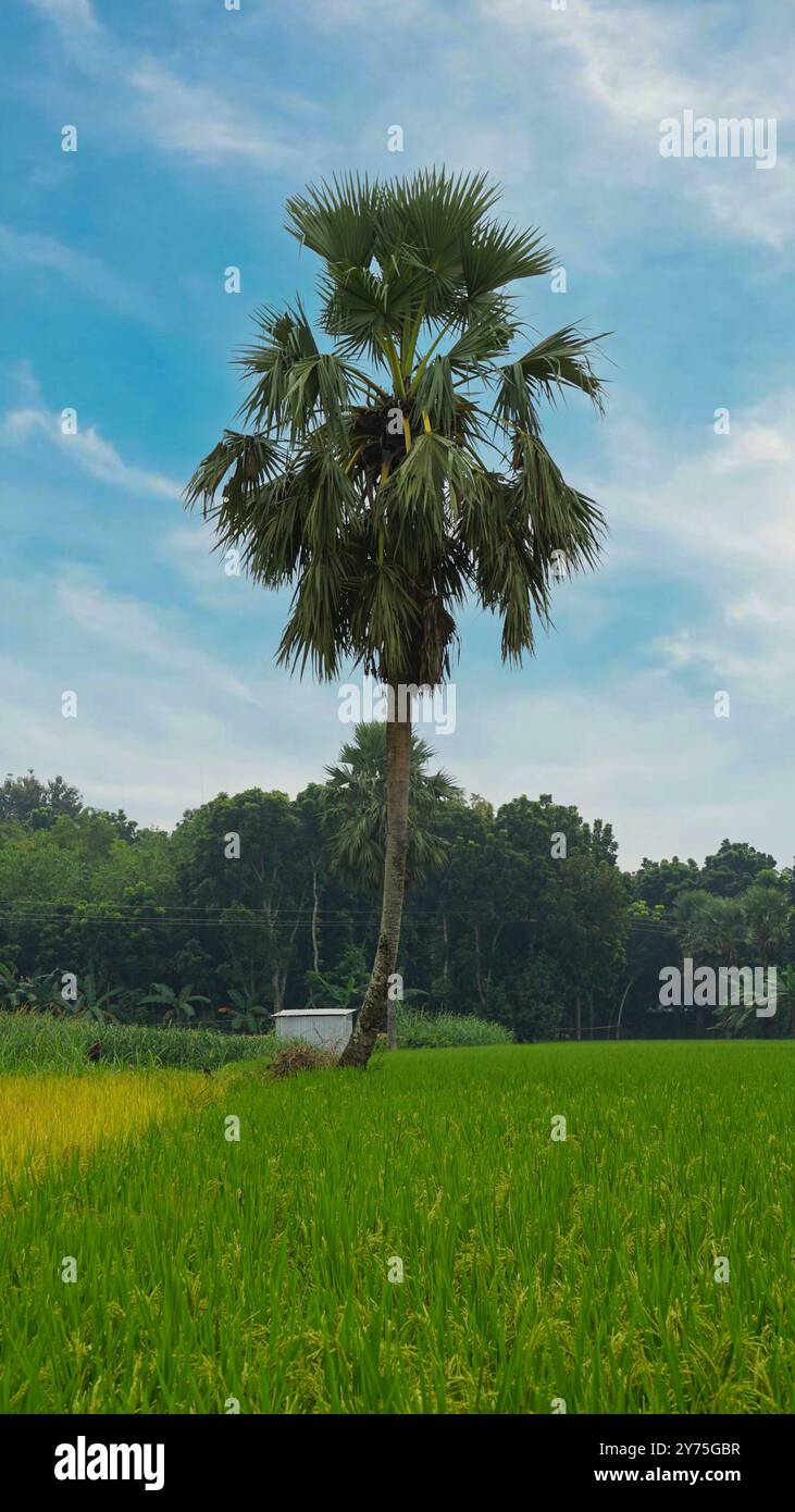 Behind the blue sky, green paddy fields, and tall palm trees in the ...