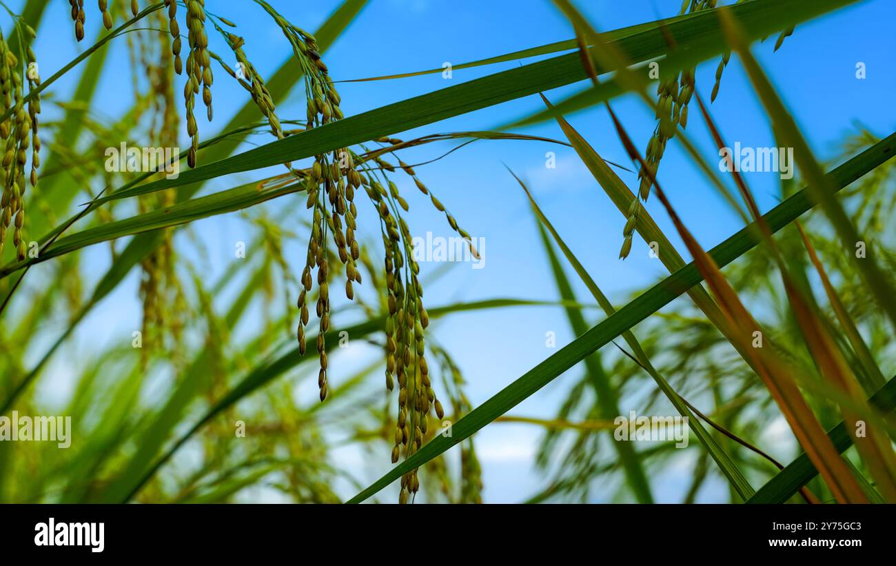 Better quality narrow rice seeds. An enhanced image of green raw ripe ...
