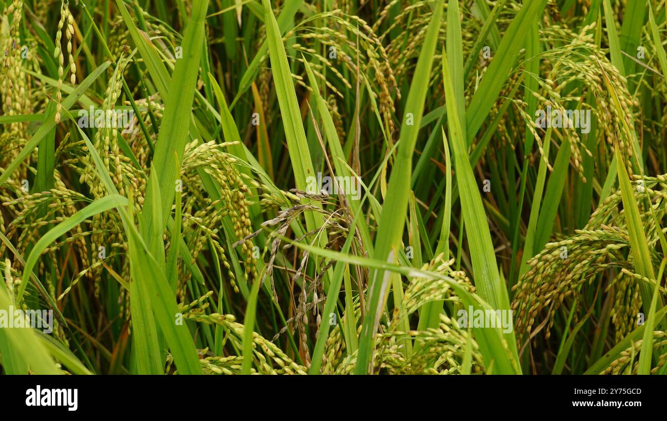 Better quality narrow rice seeds. An enhanced image of green raw ripe ...