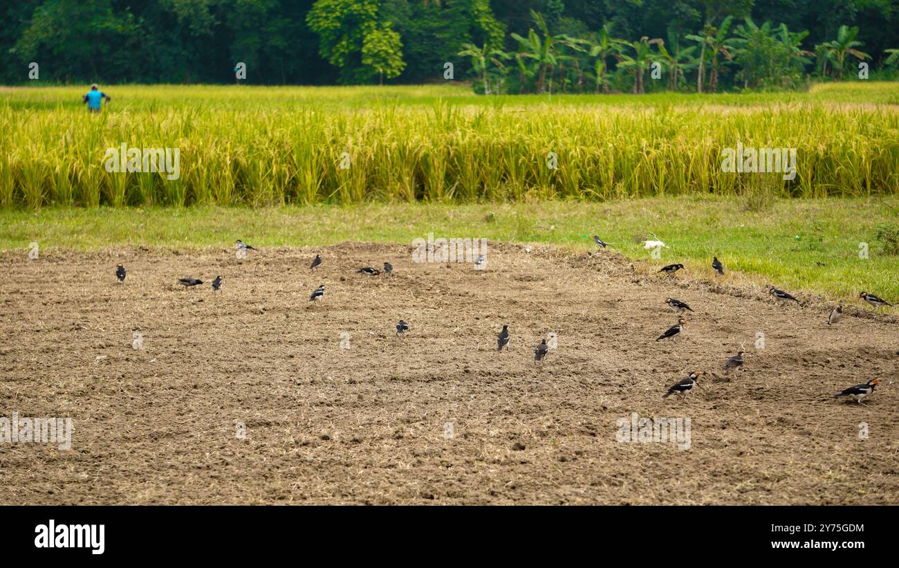Flock of Shalik birds. A flock of myna birds forage for food next to a ...