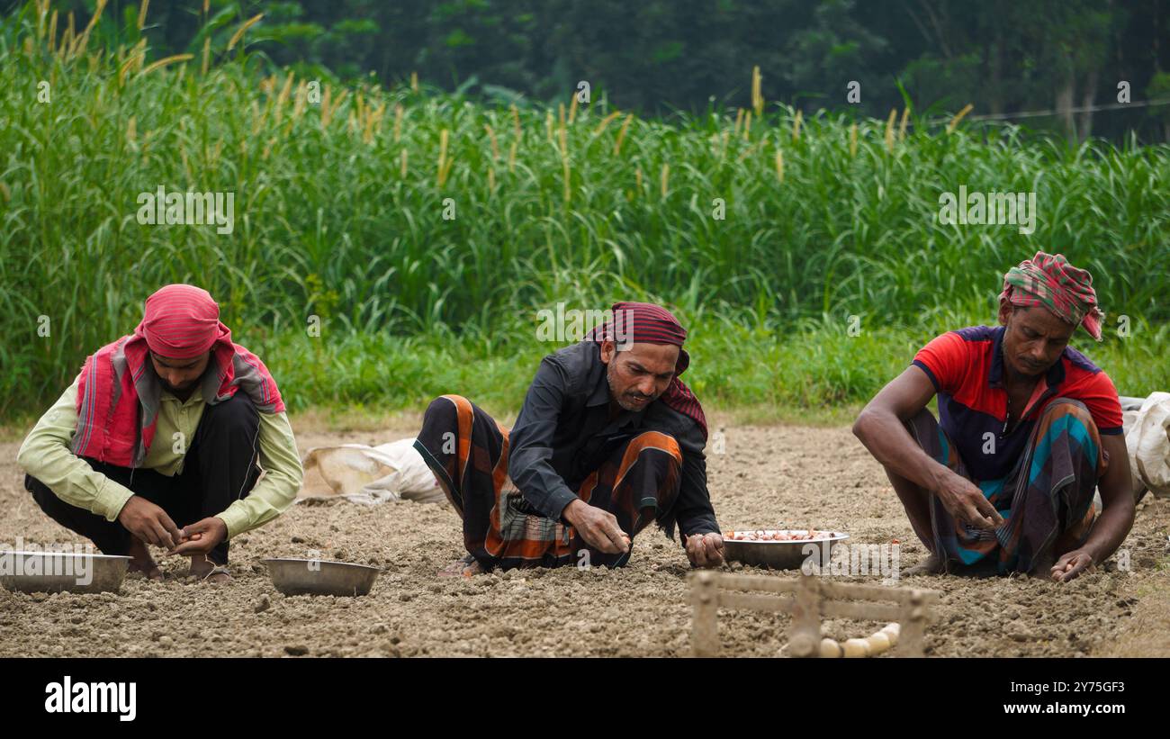 Farmers of Bangladesh in Asia. Some farmers are planting organisms on ...
