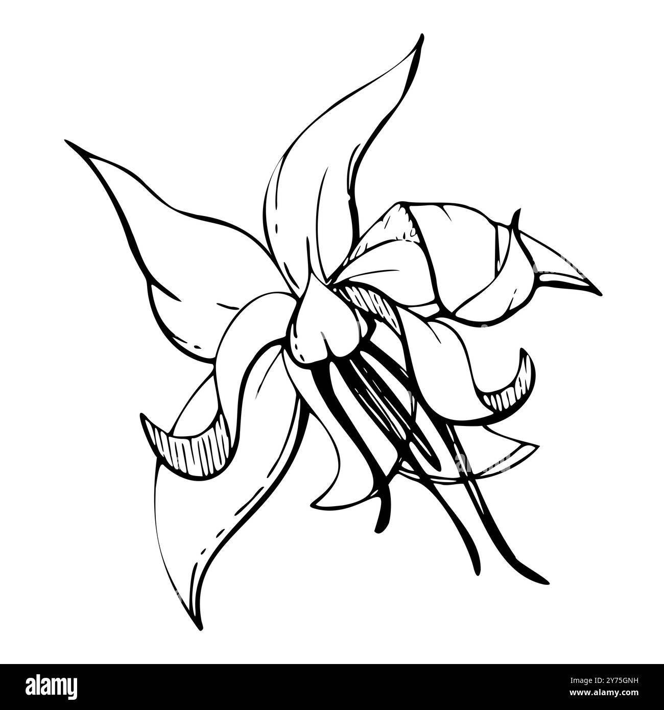 Coffee cocoa cacao vanilla flower, exotic tropical botanical ...