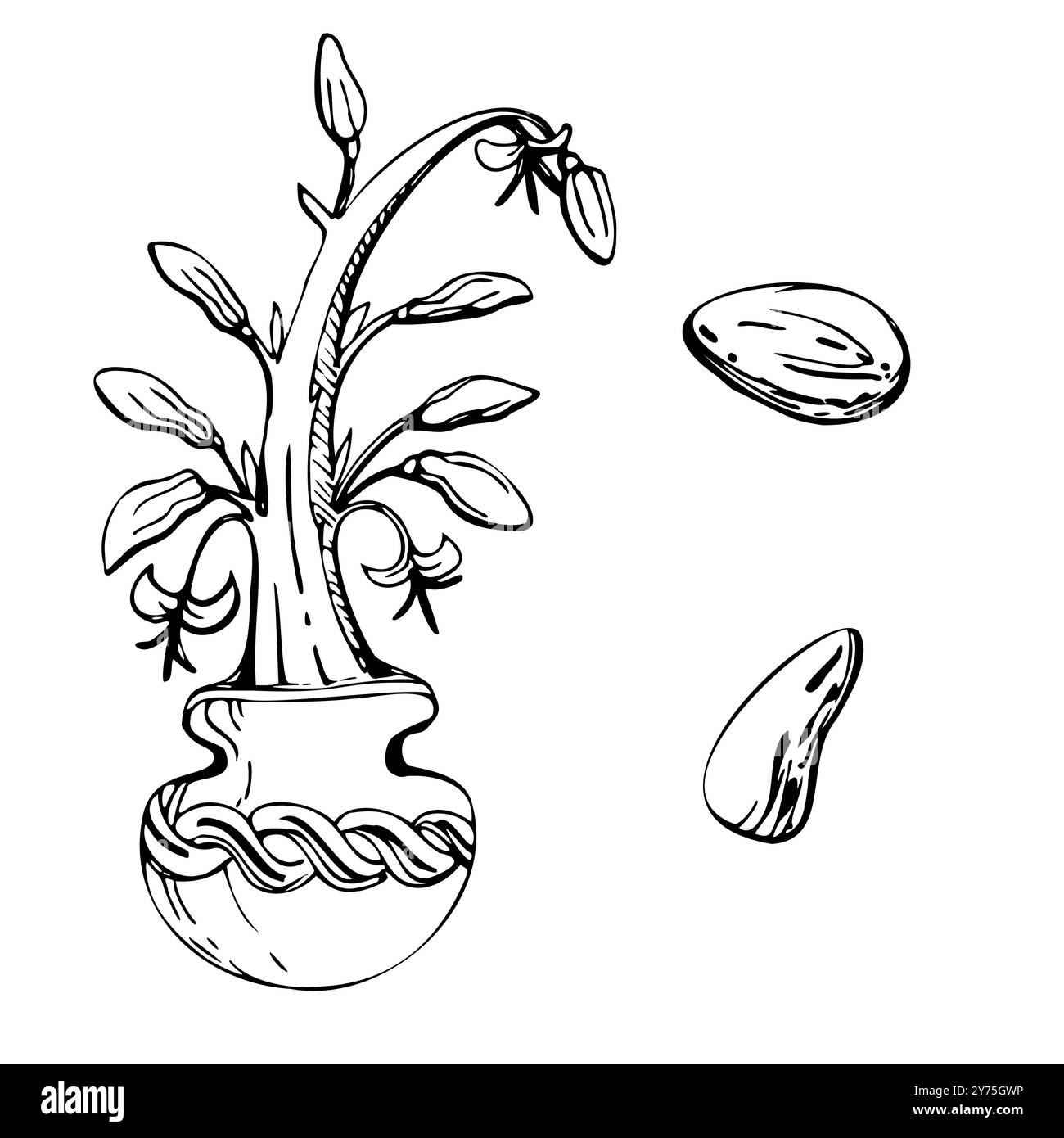 Coffee cocoa cacao beans, leaves seed pods, stylized tree. Mayan aztec ...