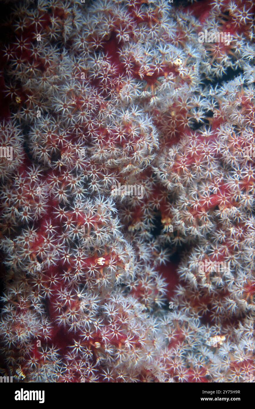 Cherry Blossom Coral polyps, Siphonogorgia godeffroyi, Cannibal Rock ...