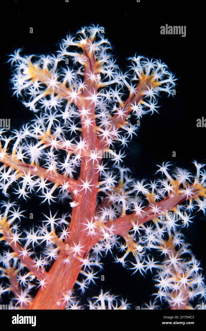 Soft Coral polyps, Chironephthya sp, Tufi Resort House Reef dive site ...