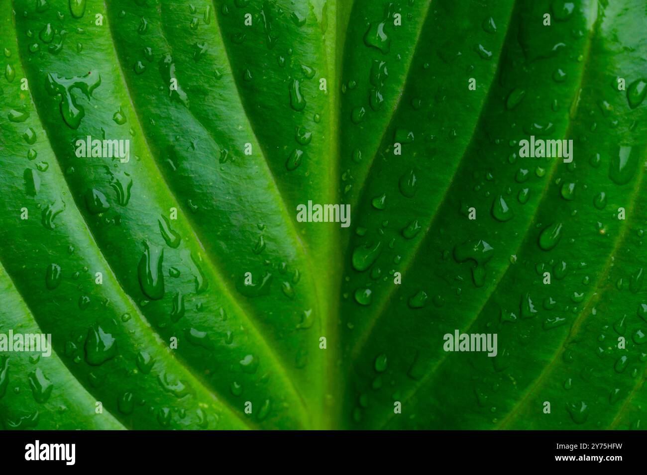 Distinct veins hi-res stock photography and images - Alamy
