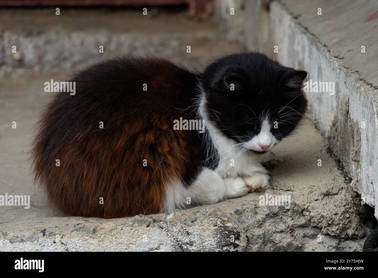 A lone black and white cat resting peacefully on a rough concrete ...