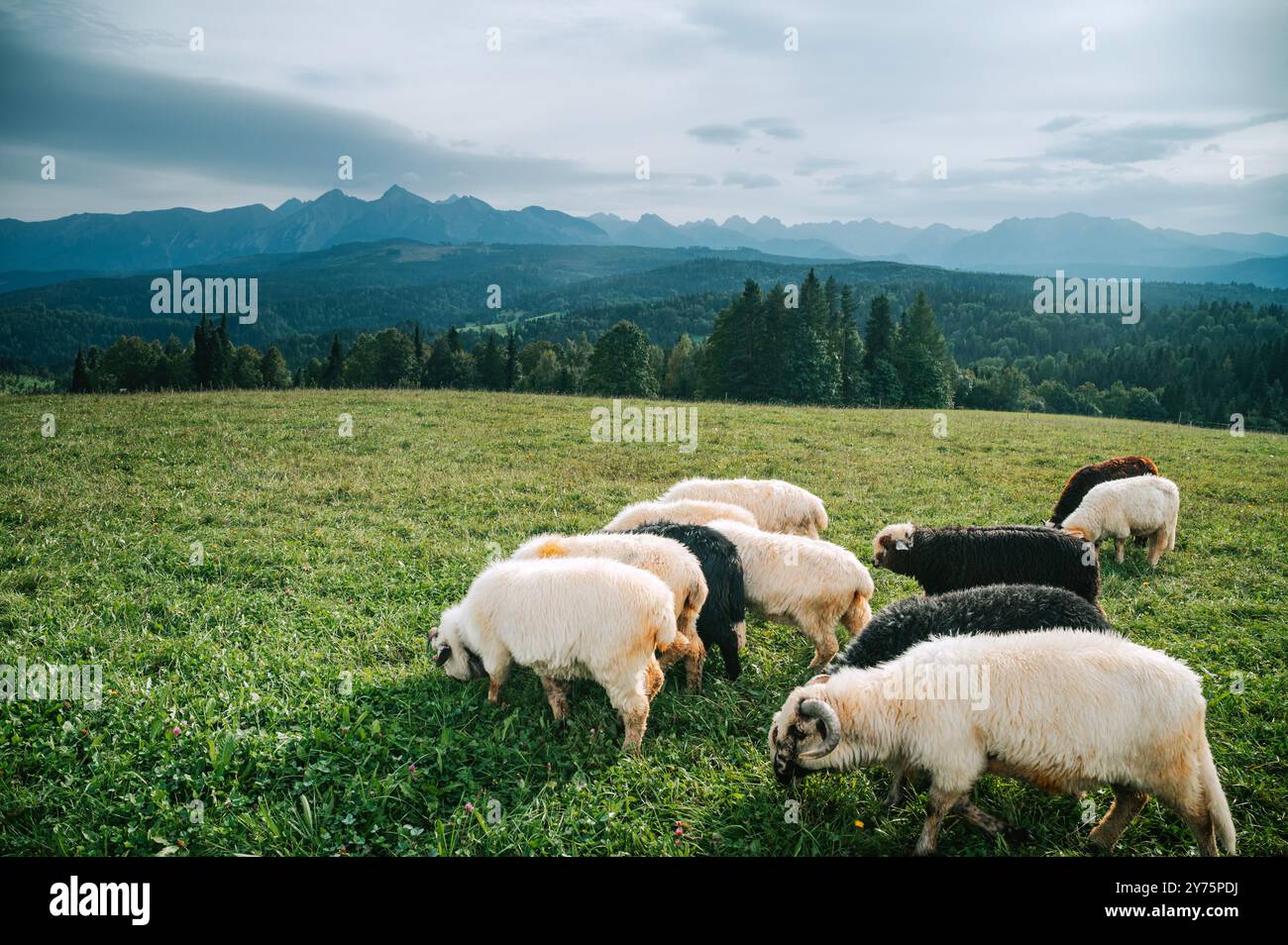Traditional dairy farming hi-res stock photography and images - Alamy