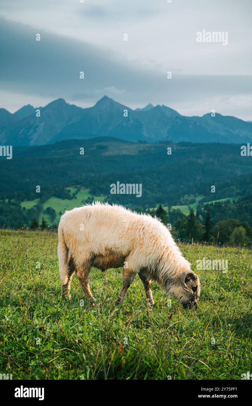 Sheep Roaming Freely Amidst Lush Green Fields with the Stunning High ...