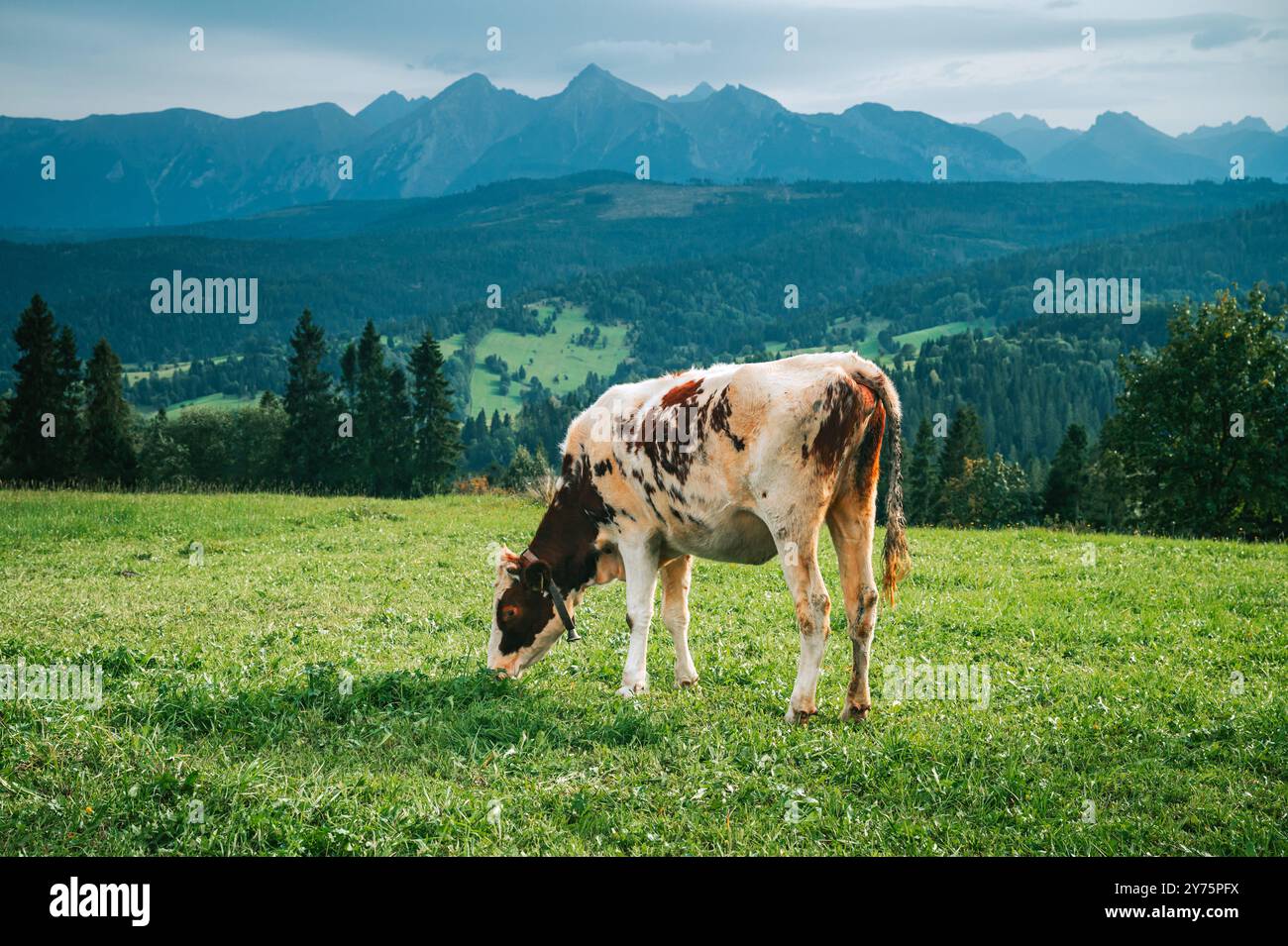 A cow grazes peacefully on lush green pastures, embodying the essence ...