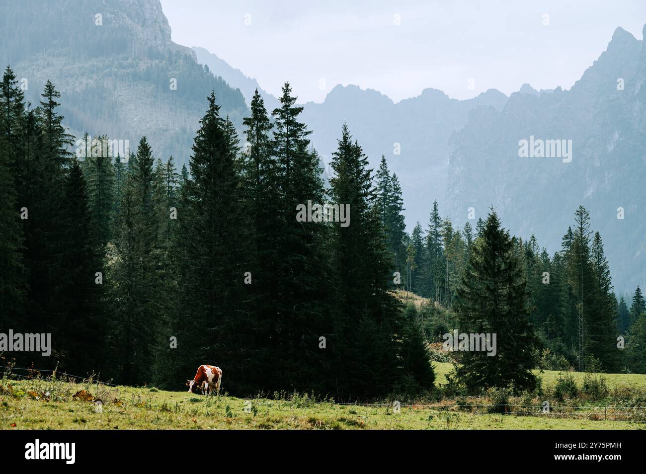 A Serene Landscape of Coniferous Forests and Towering Mountains: An ...