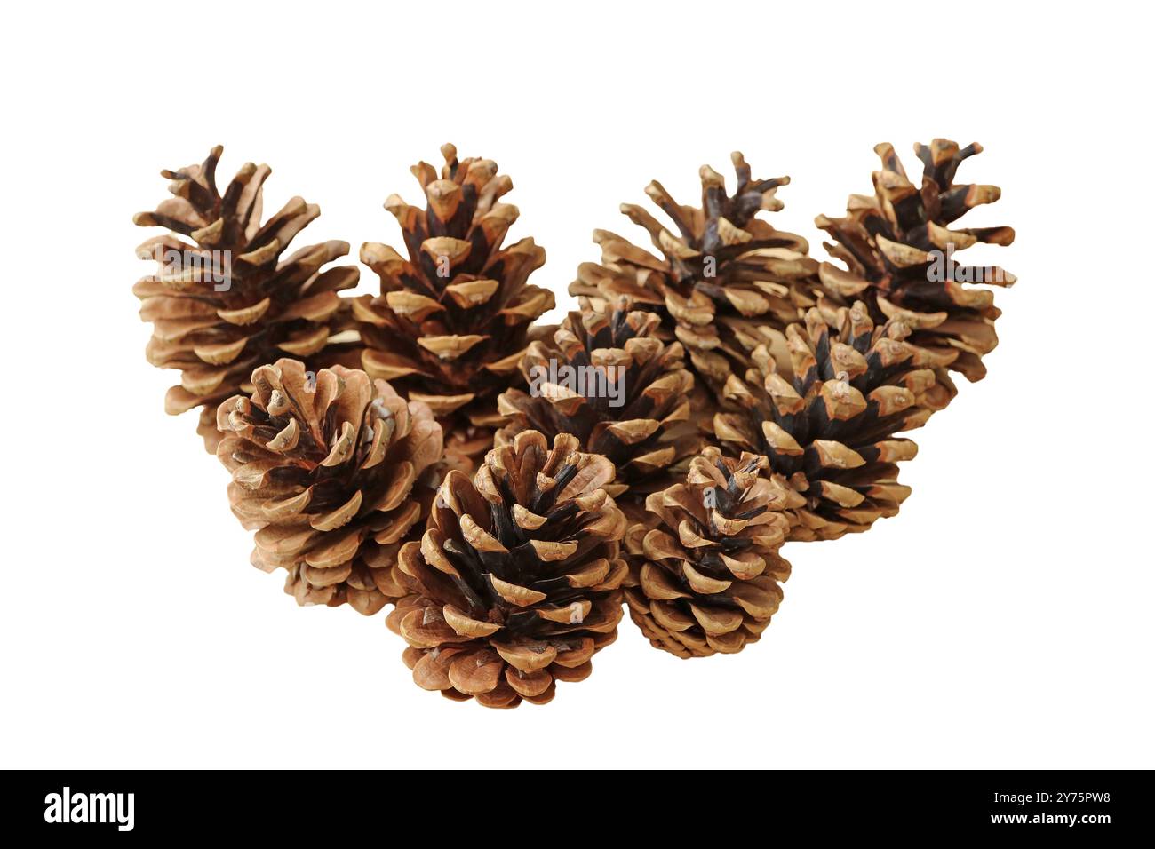 Closeup of a group of natural dried pine cones on white background ...