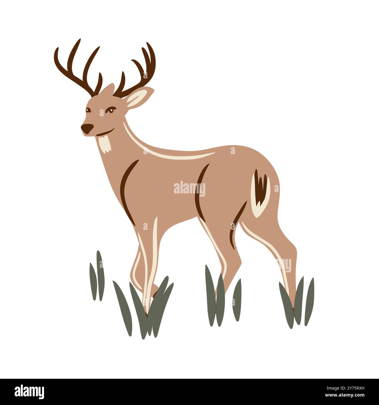 Hand drawn illustration of wild forest deer in grass. Wood woodland ...