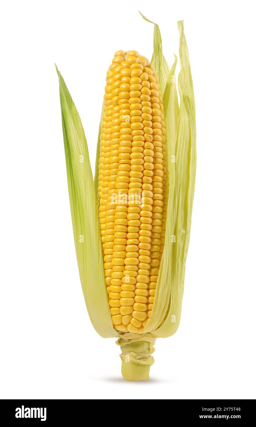 Corncob with green husks isolated on white Stock Photo - Alamy
