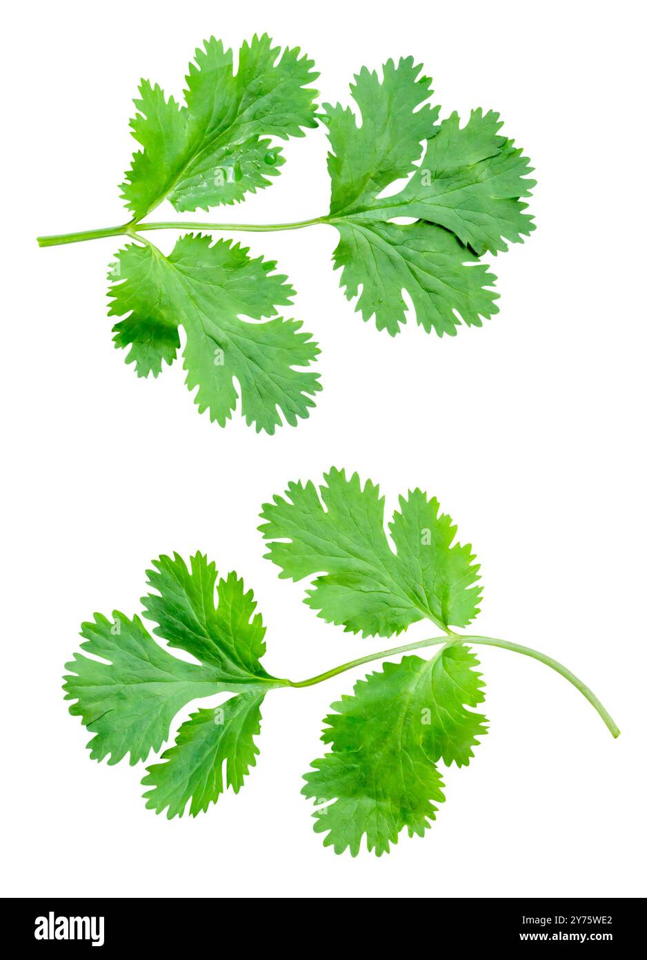 Top view set of fresh green coriander leaves is isolated on white ...