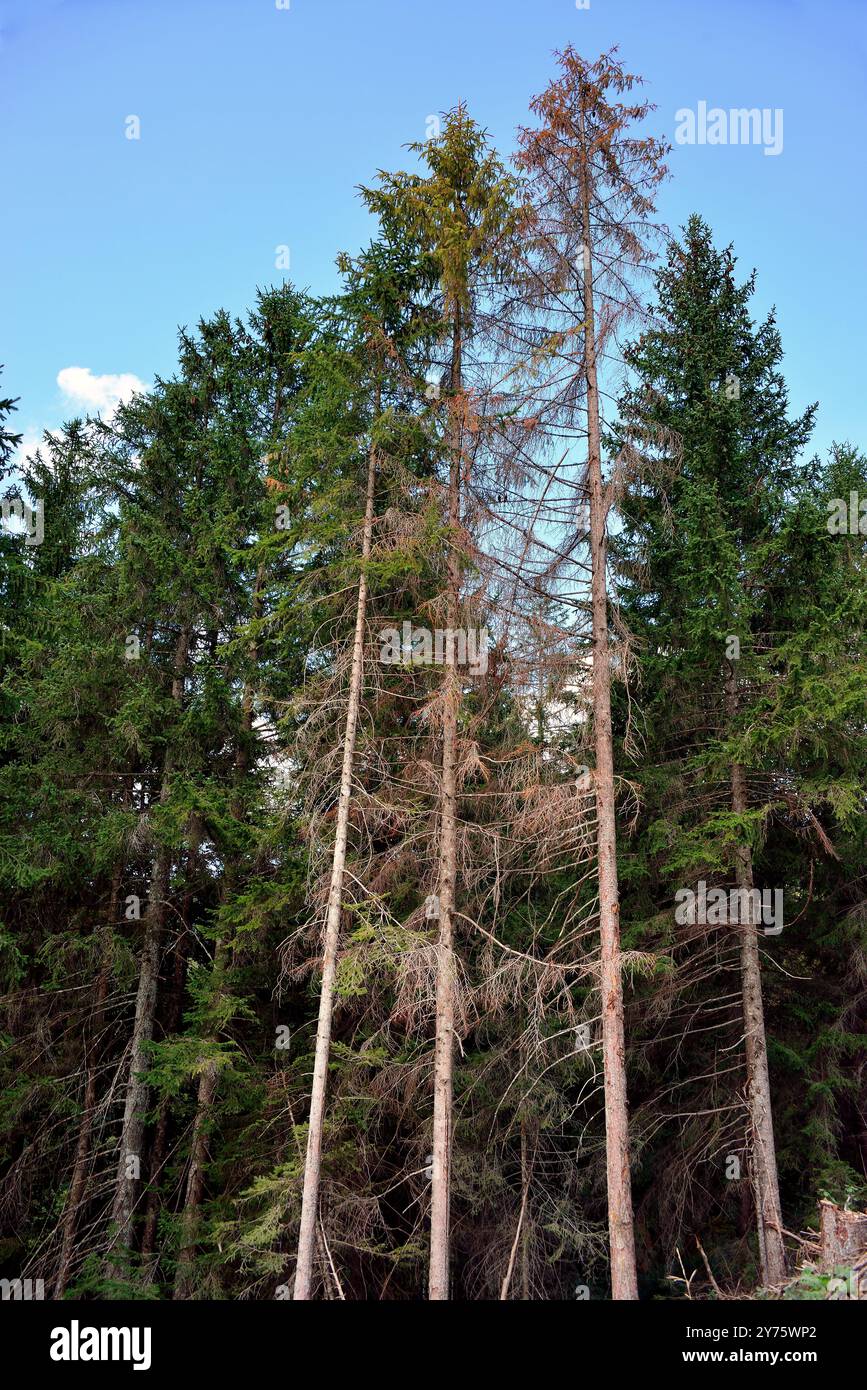 The typewriter bark beetle, scientific name Ips typographus, is the ...