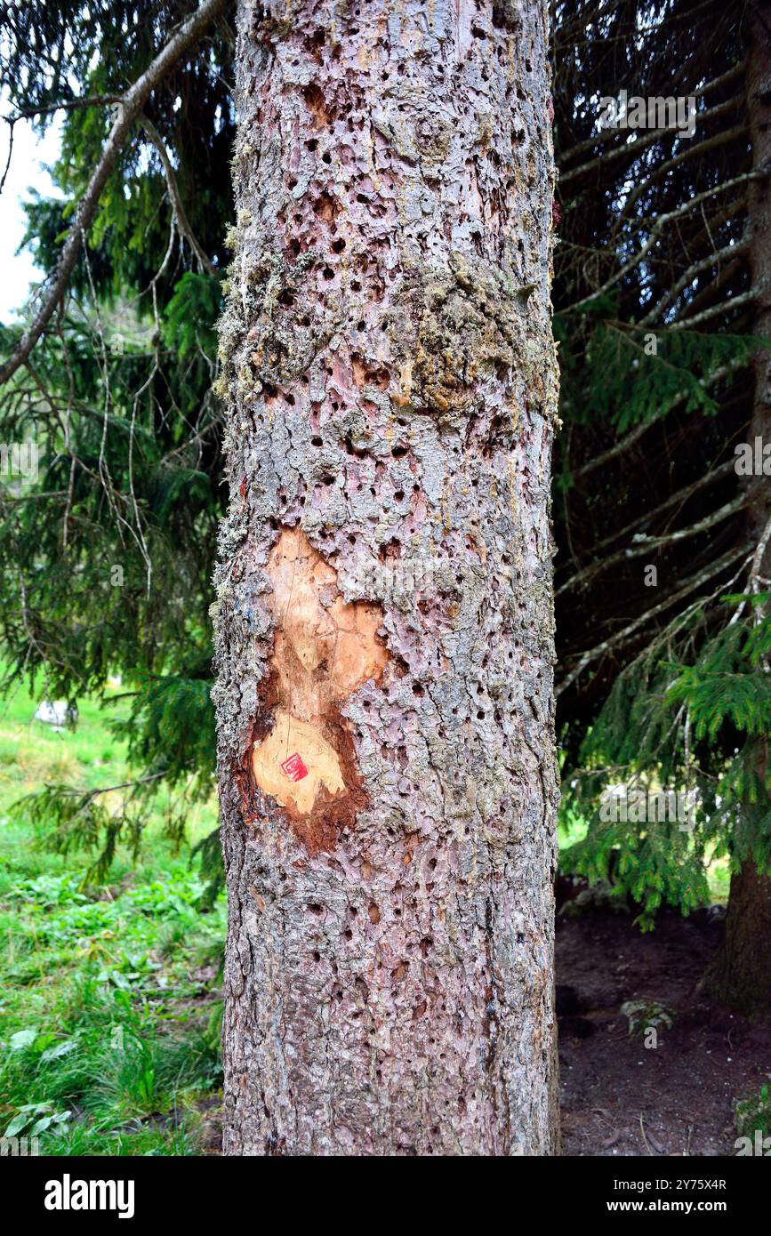 The typewriter bark beetle, scientific name Ips typographus, is the ...