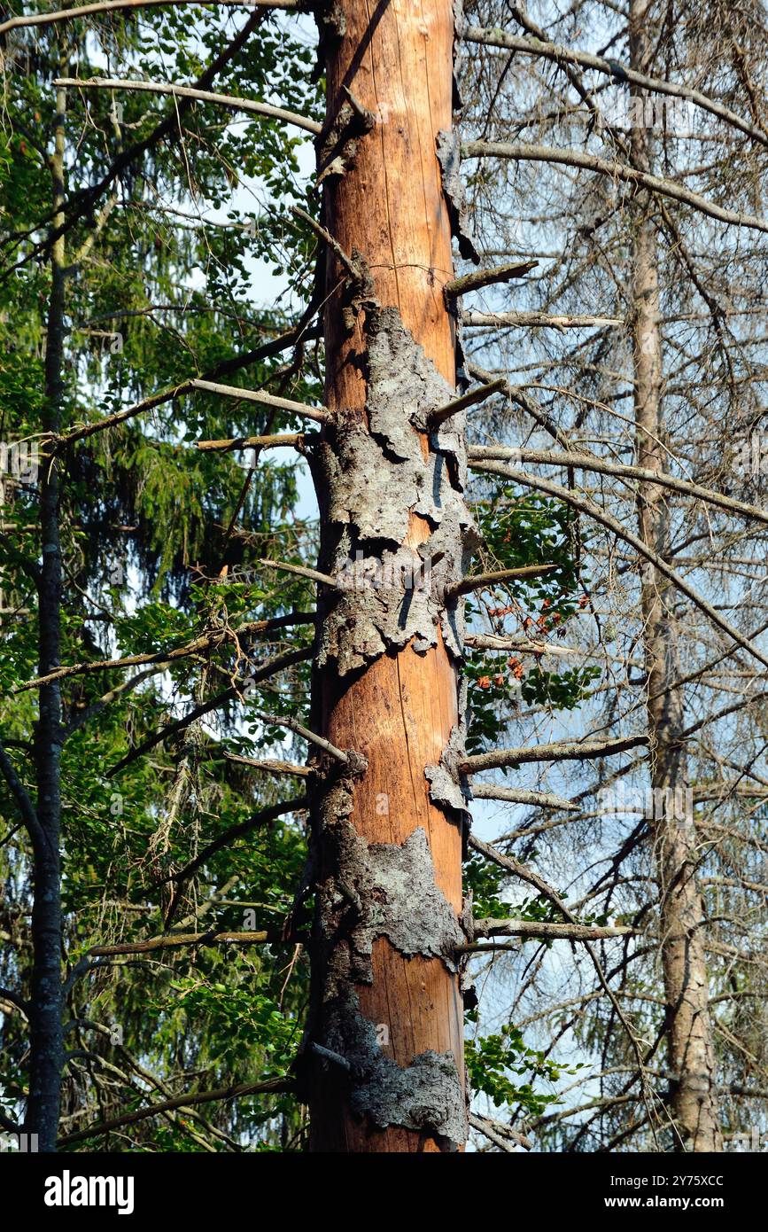 The typewriter bark beetle, scientific name Ips typographus, is the ...