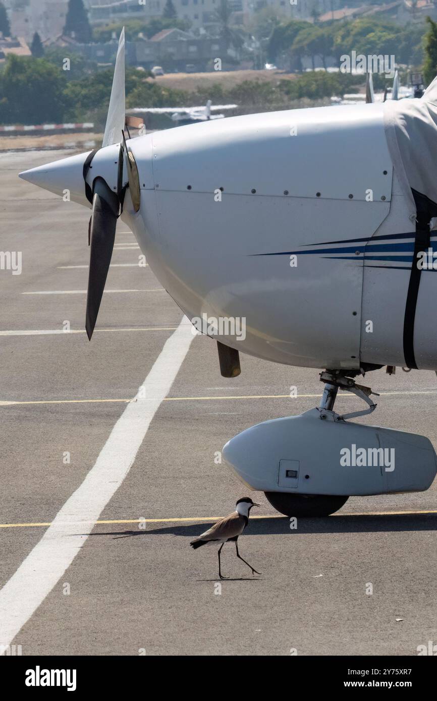 A spur winged lapwing next to a light airplane on an airport runway ...