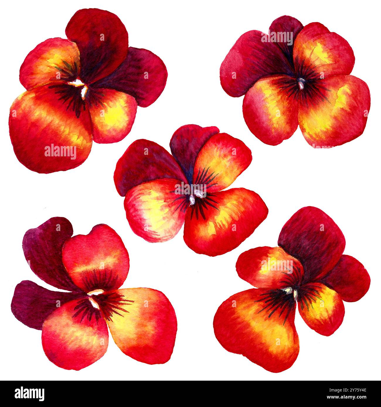 Watercolor Red Realistic Viola Tricolor Flowers Isolated on White ...