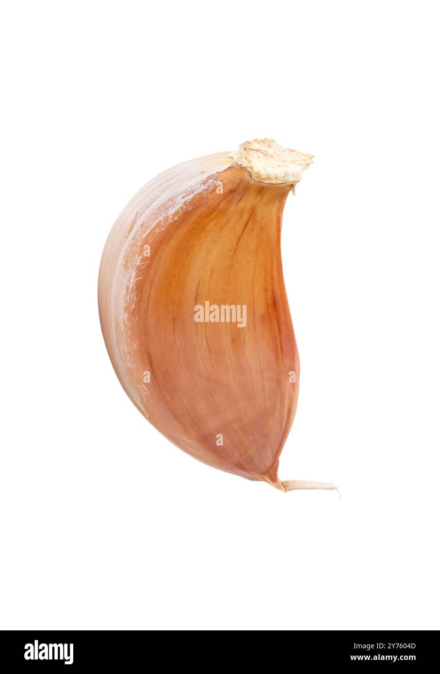 Single fresh unpeeled garlic clove is isolated on white background with ...
