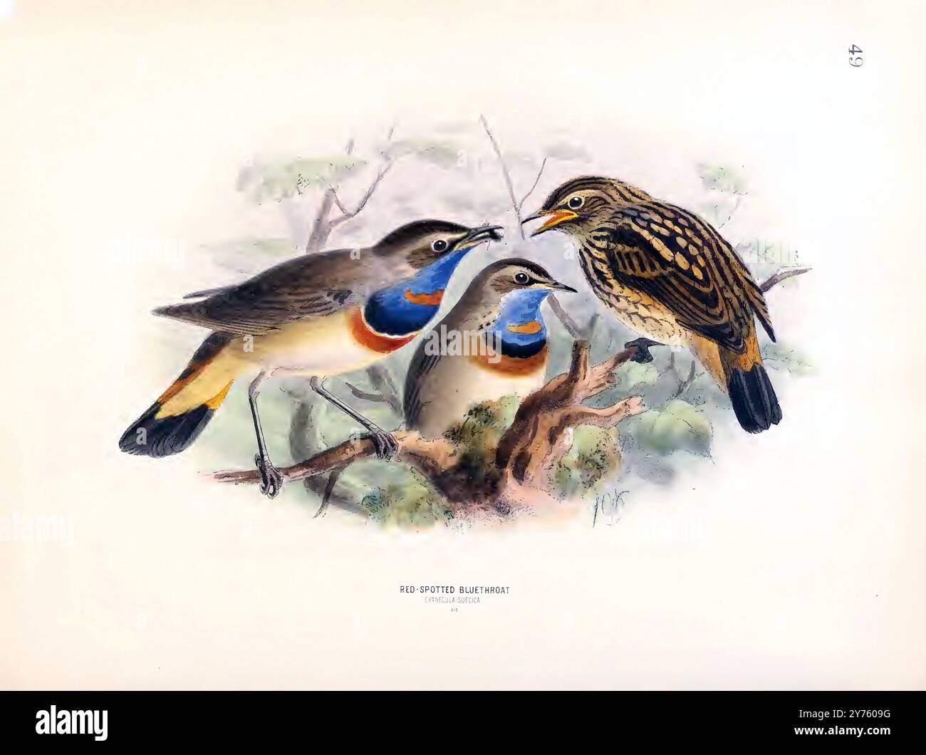 SEATTLE -SEP 11, 2022 - A male red-spotted bluethroat feeding an insect ...