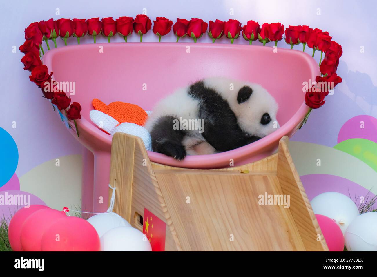 CHONGQING, CHINA - SEPTEMBER 28, 2024 - A three-month-old giant panda ...