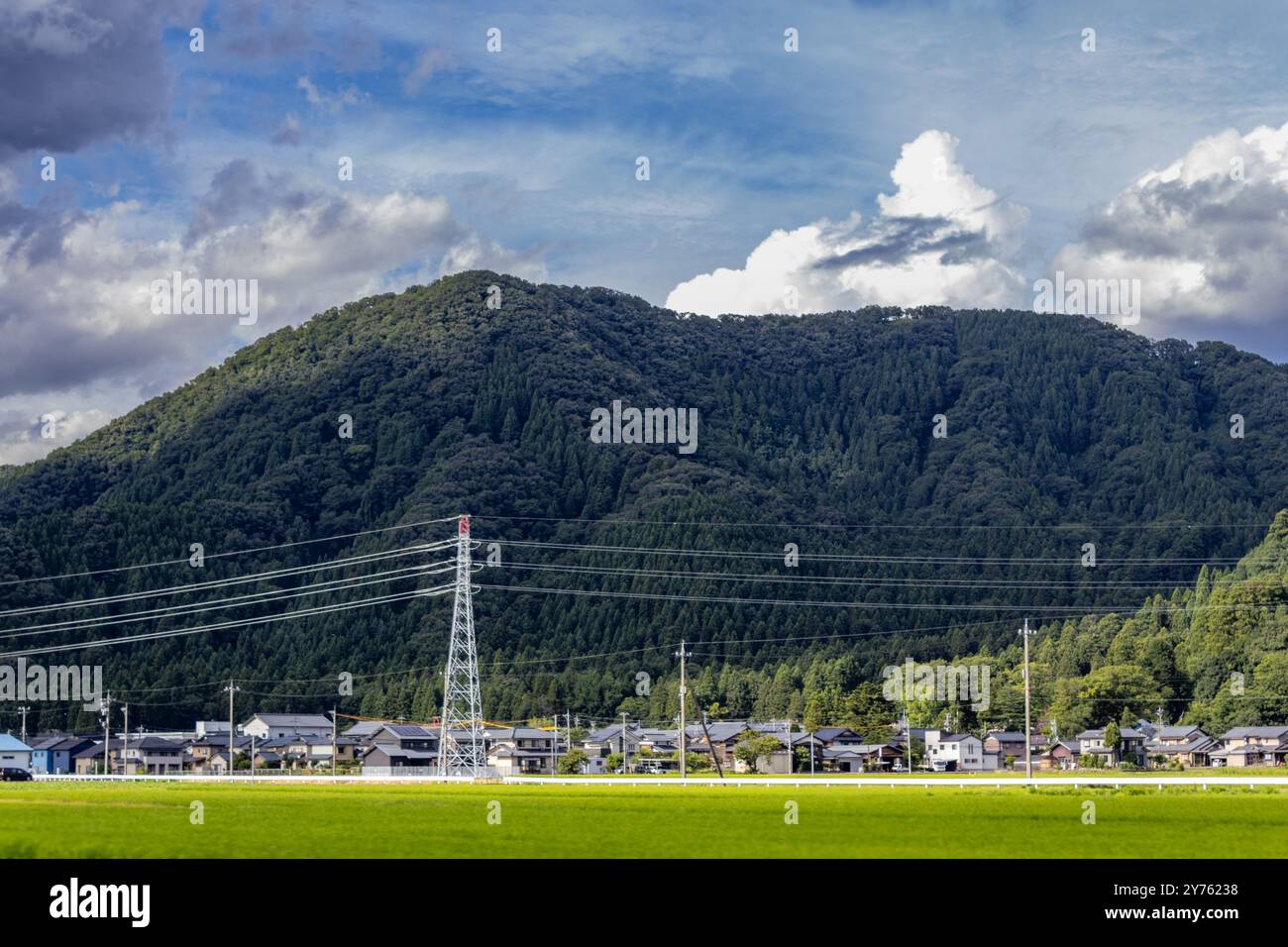 Rice fields in summer, under blue cloudy sky, in Fukui prefecture ...