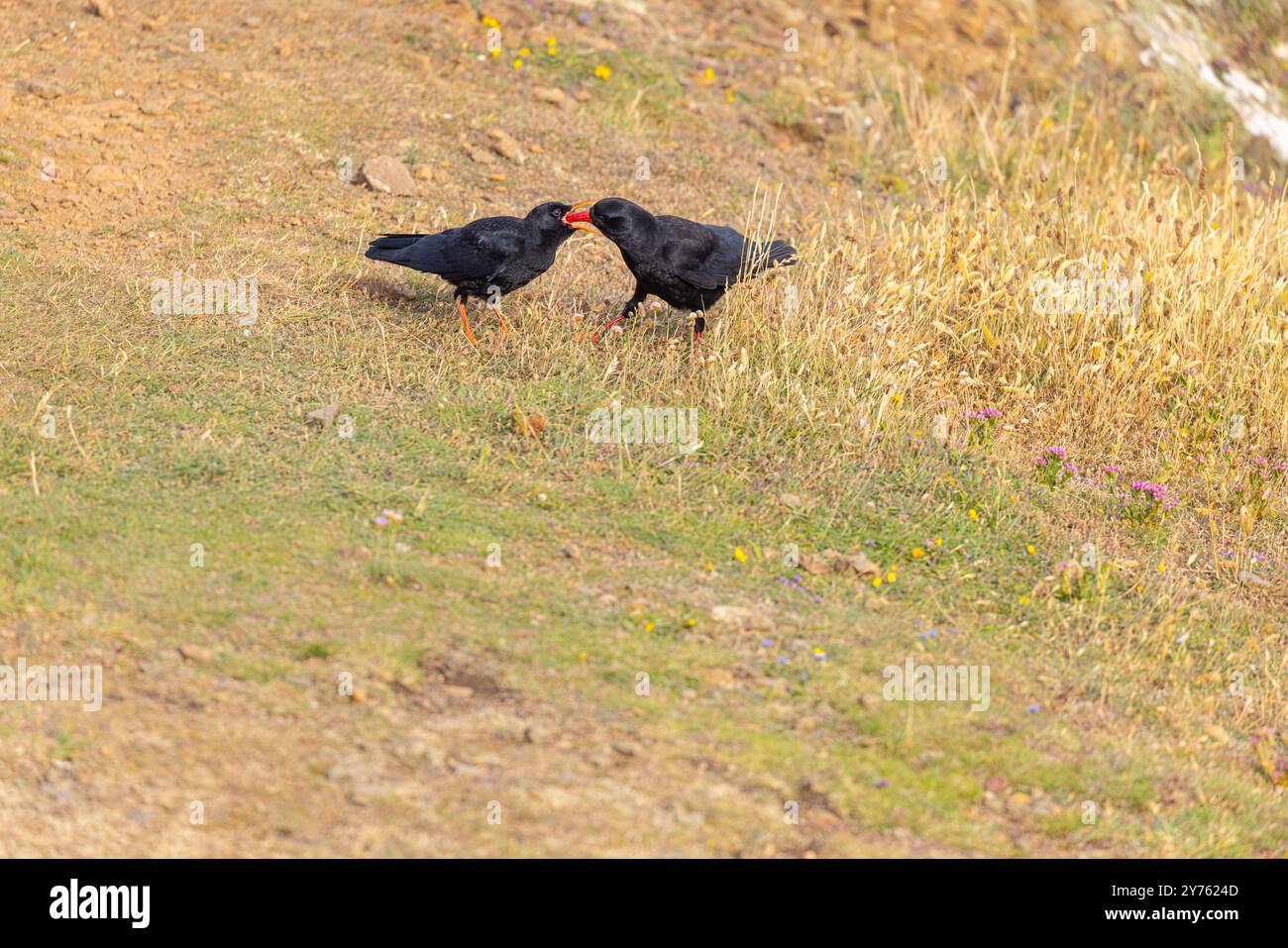 The reintroduction of the Cornish chough (Pyrrhocorax pyrrhocorax) into ...