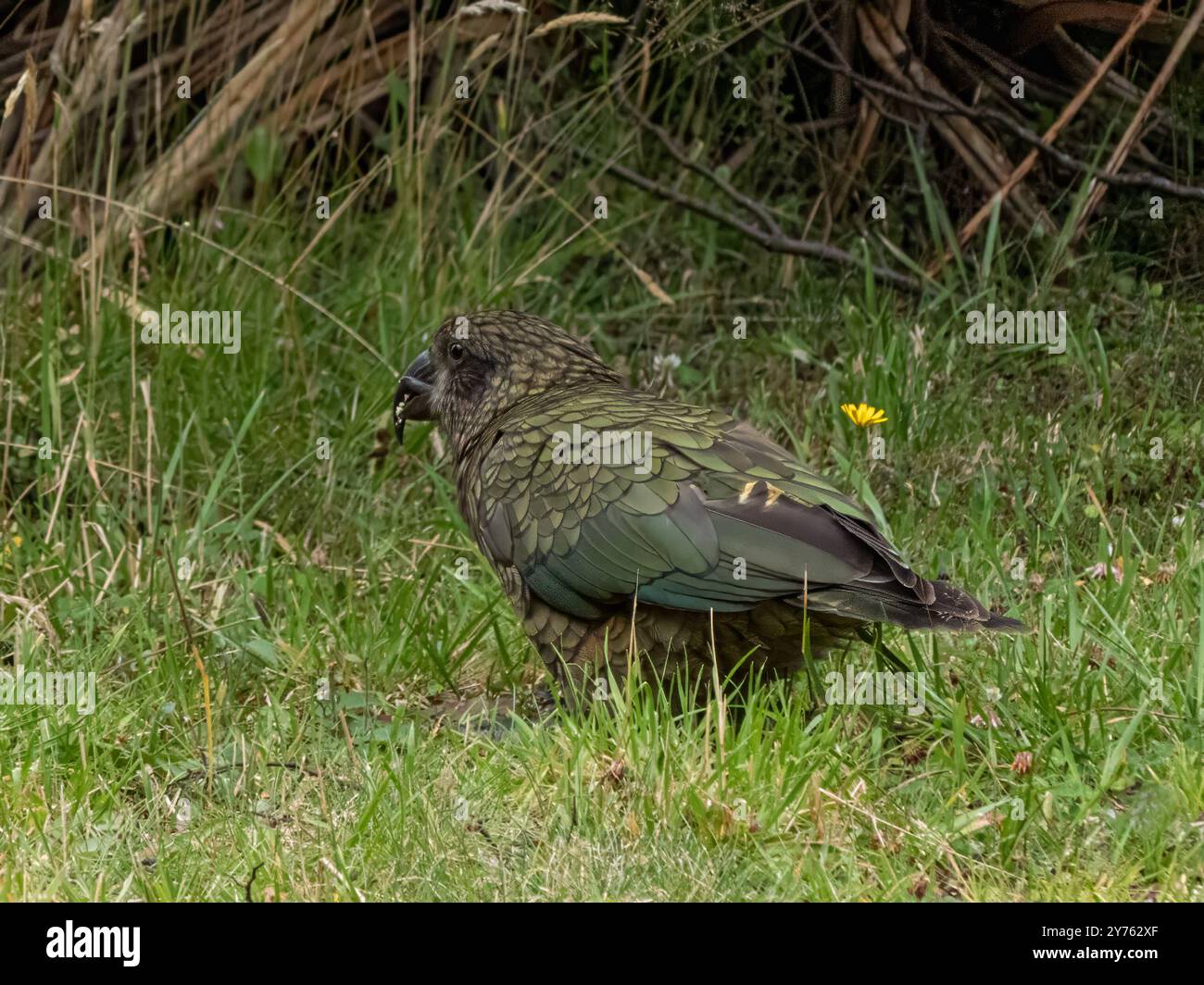 The Kakapo is a rare and critically endangered flightless parrot ...