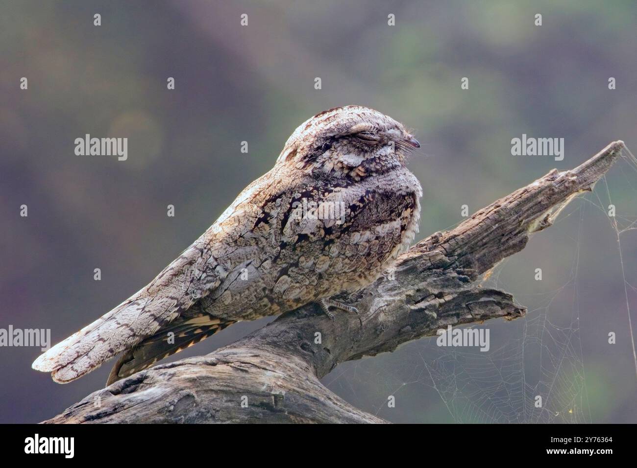 Indian nightjar on a tree branch hi-res stock photography and images ...