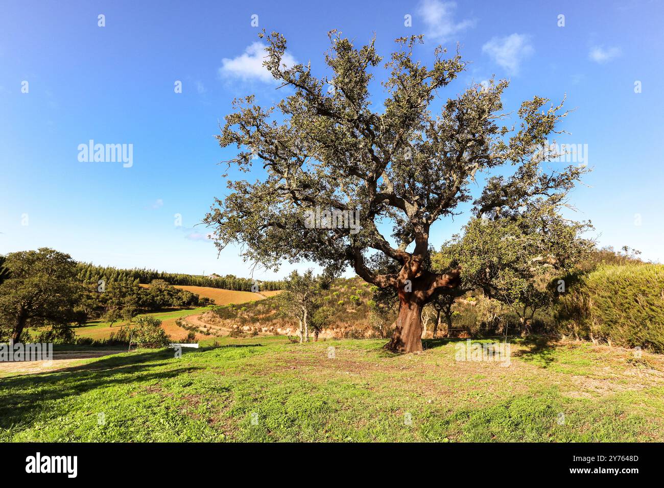 Old Cork oak tree (Quercus suber) in morning sun, Alentejo Portugal ...