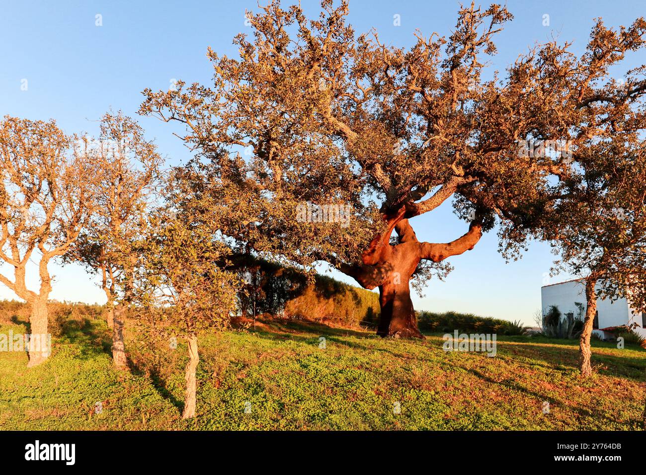 Quercus suber greece hi-res stock photography and images - Alamy