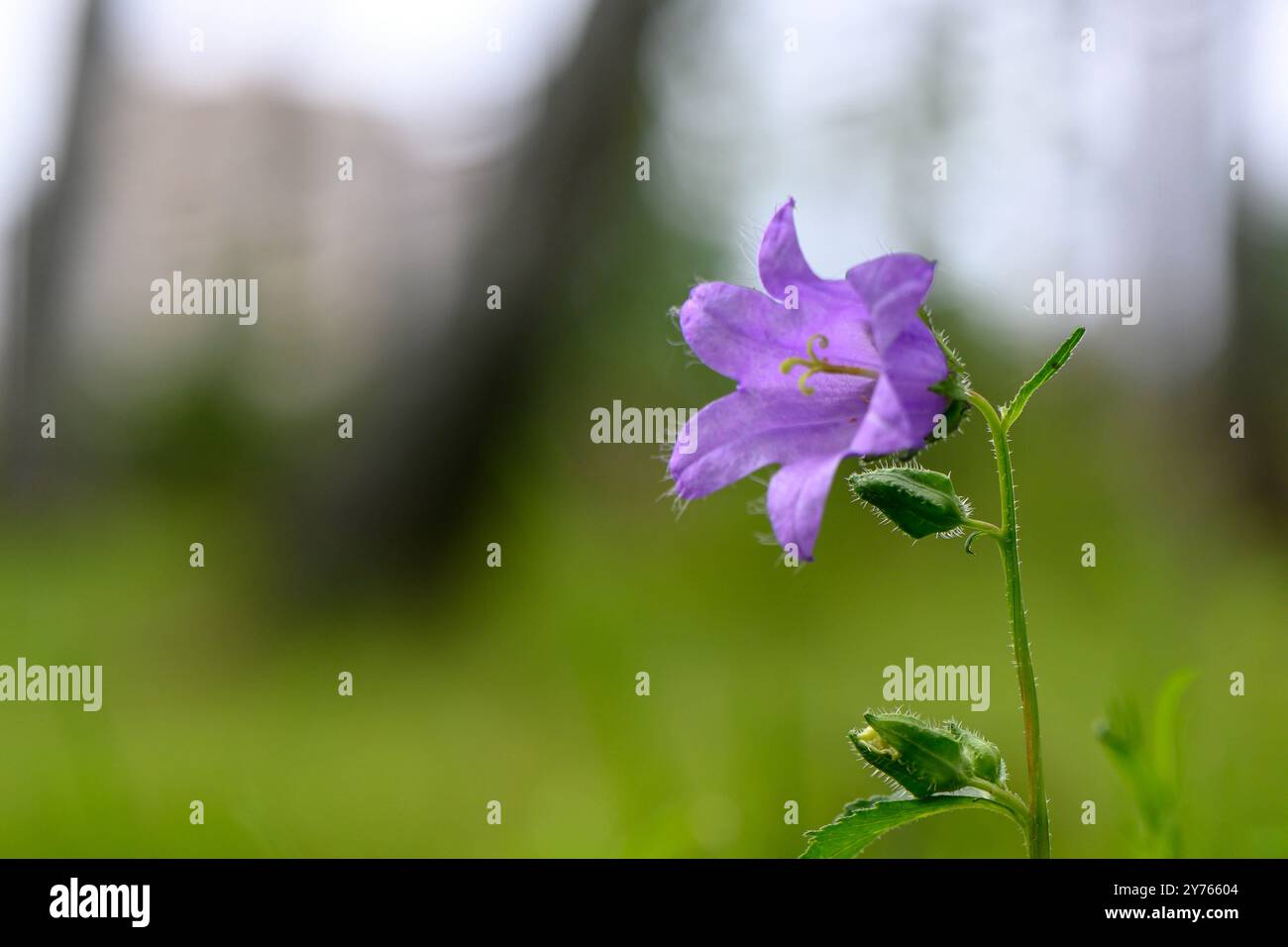 Campanula patula or spreading bellflower is a plant species of the ...