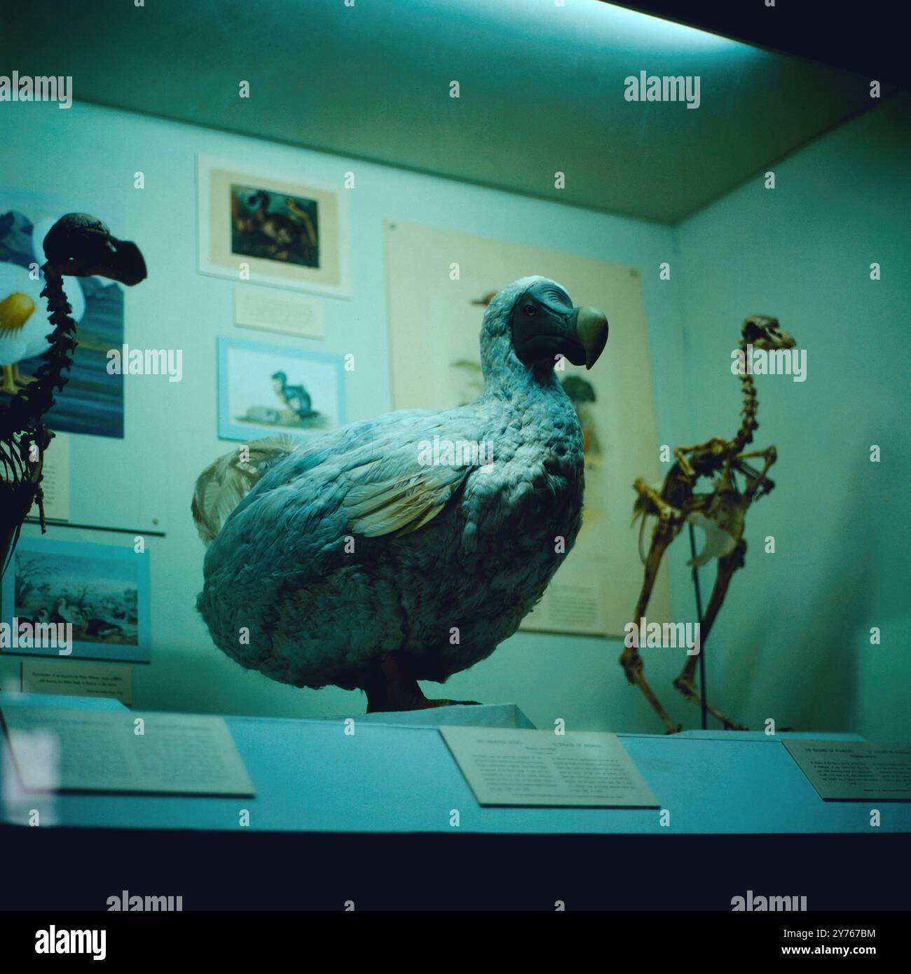 Dodo bird natural history museum hi-res stock photography and images ...