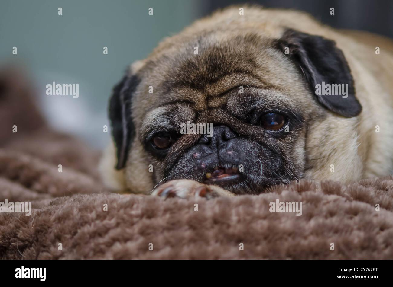 Charming personalities hi-res stock photography and images - Alamy