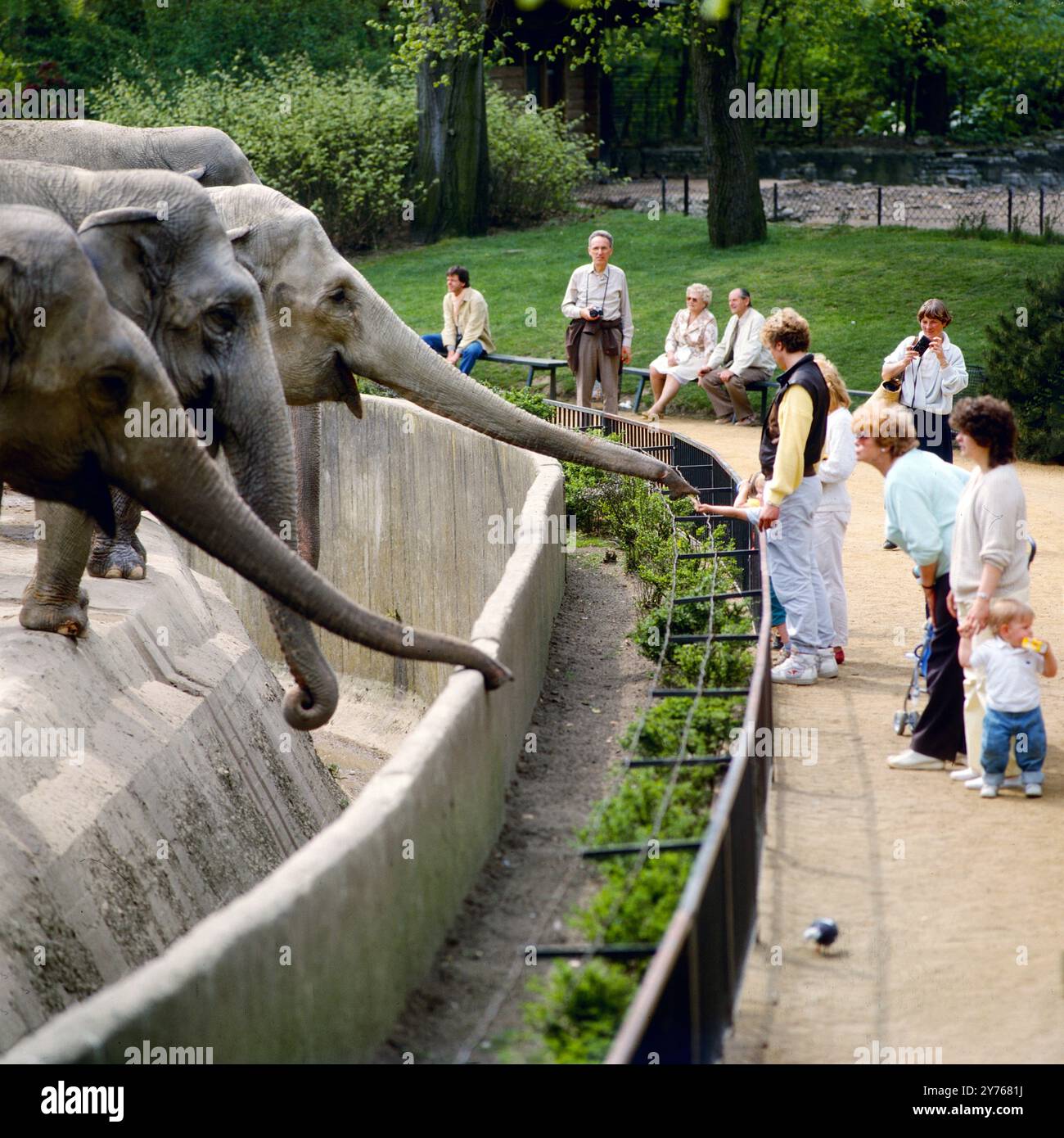 Elefantengehege des Hagenbeck Tierparks, Hamburg um 1986 Stock Photo ...