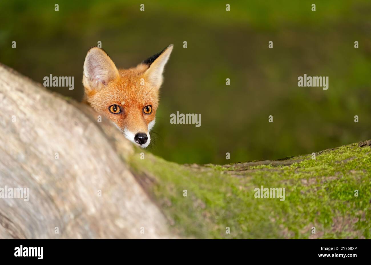 Curious red fox cub peeking over tree trunk in the forest, UK Stock ...