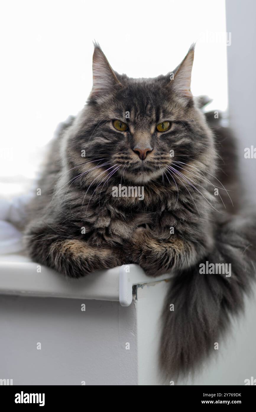 Maine coon cat (gentle giant Stock Photo - Alamy