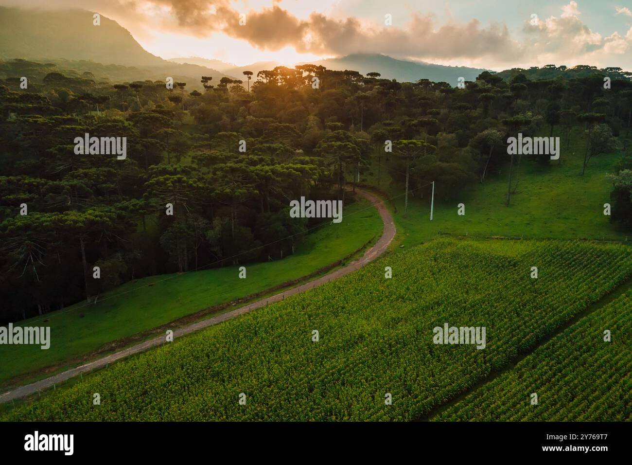 Aerial view of a rural area with field and mountains with araucaria ...
