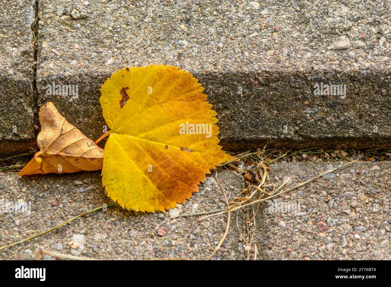 yellow leaf from a tree on paving slabs Stock Photo - Alamy