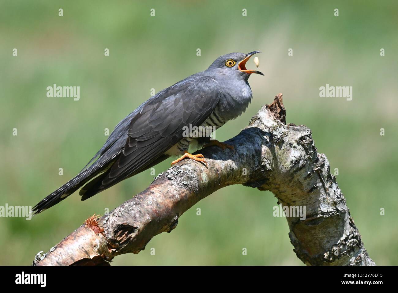 Cuckoo at Thursley Common Stock Photo - Alamy