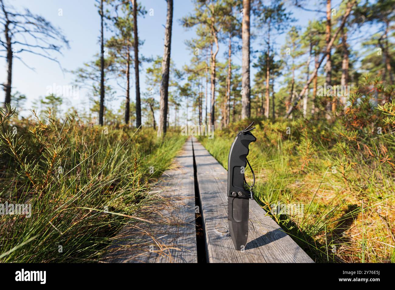A large survival folding knife is stuck into a wooden path in a forest ...